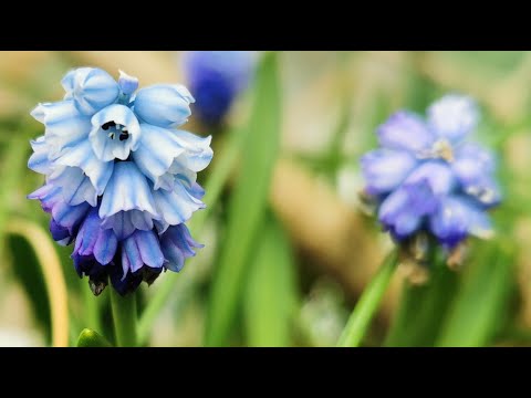Pseudomuscari azureum, the azure grape hyacinth, a sky blue flower bulb for early spring colour