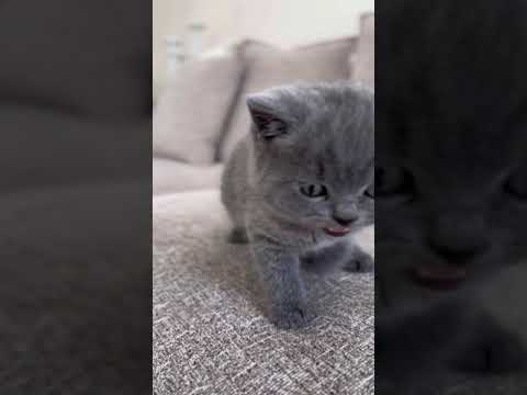 😺 Adorable Ash Gray Kitten Meowing Guaranteed to Melt Your Heart! - Cute Little Kitten's Sweet Meows