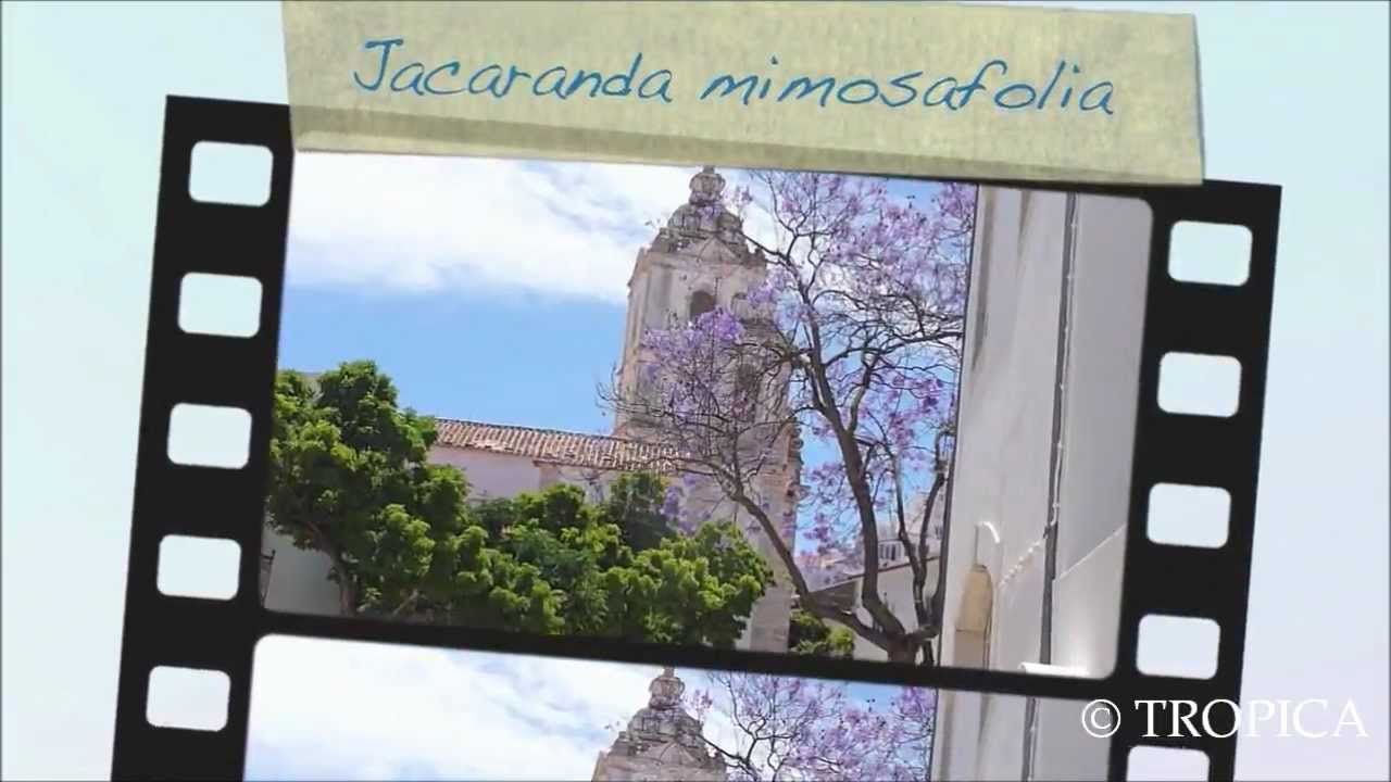 Jacaranda mimosifolia 12340