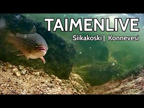 Taimenlive | Siikakoski | Konneveden Kosket | Live Underwater Trout Cam | Konnevesi, Finland