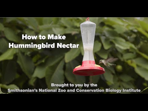 How to Attract Hummingbirds | RECIPE and Expert Q&A