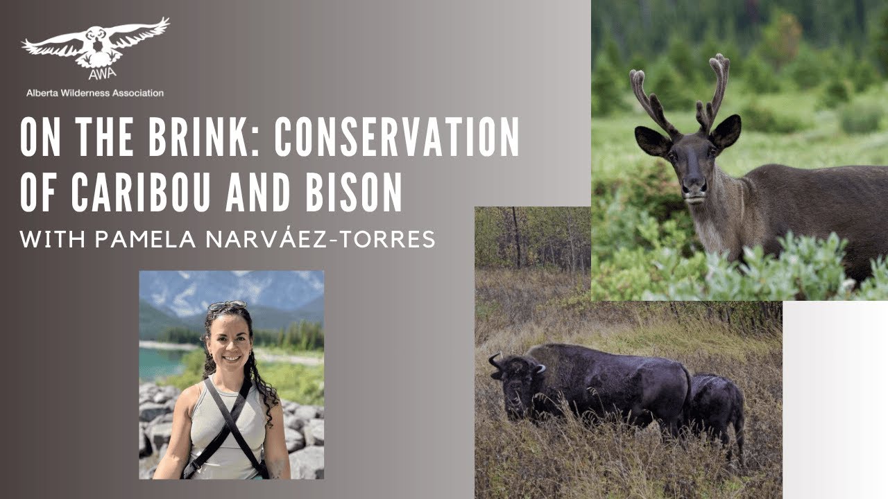 AWA Talk - On the Brink: Conservation of Caribou and Bison