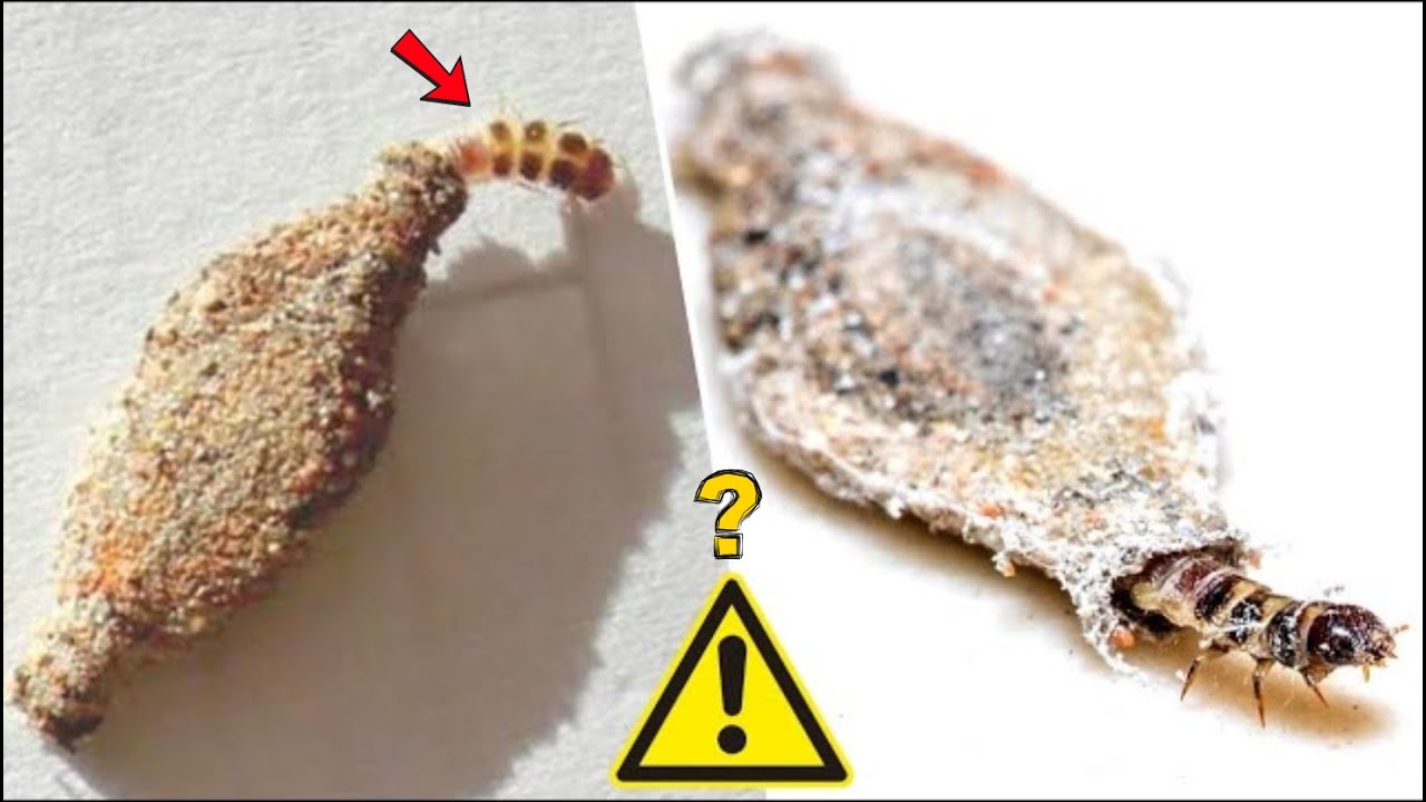 THESE 10 Curious INSECTS Live in Your Home - Are They DANGEROUS or HARMLESS