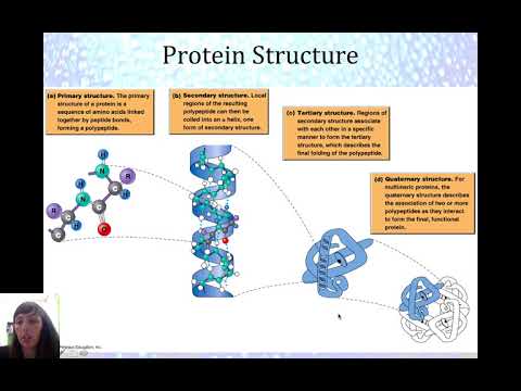 proteins