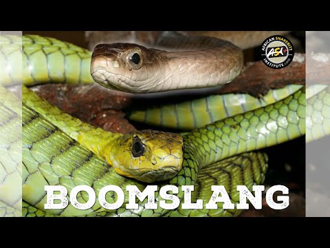 Boomslang (Dispholidus typus) - Everything you need to know