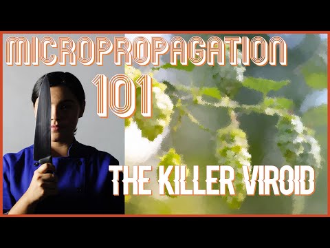 What is the Hop Latent Viroid (HLVd?)