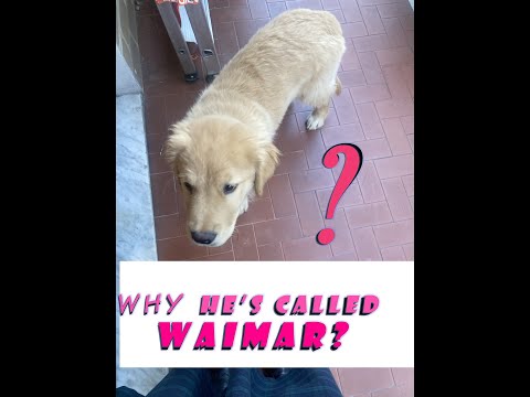 WHY HIS NAME IS WAIMAR (serious story of my dog 's name)