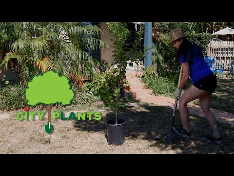 Where To Plant A Tree – Kate Sessions Trees