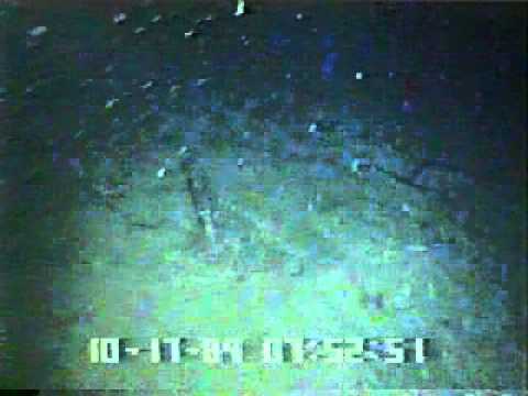 Cephalopod video: Illex illecebrosus