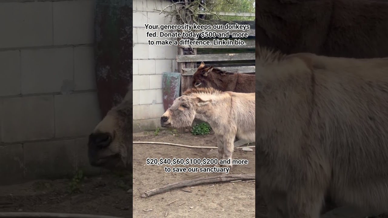 Your generosity keeps our donkeys fed. Donate today and make a difference. Link in bio. #fundme#save