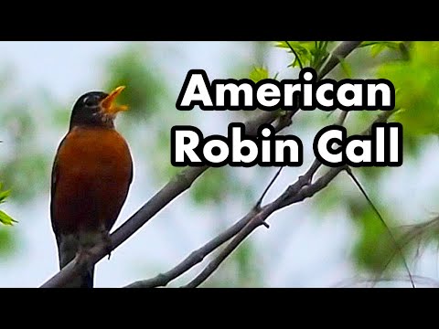 American Robin Evening Call - Songbird Songs And Calls - A Bird Sitting In A Tree