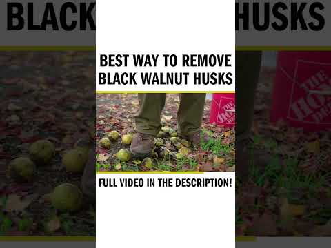 Best Way To Remove Black Walnut Husks