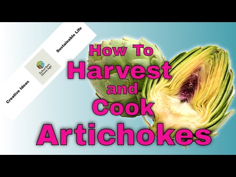 How to Harvest and Cook Artichokes - Grow Your Own Food from the Victory Garden!