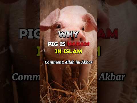 Why Pig is Haram in Islam 🤔 | #shorts #viral #pig #islam