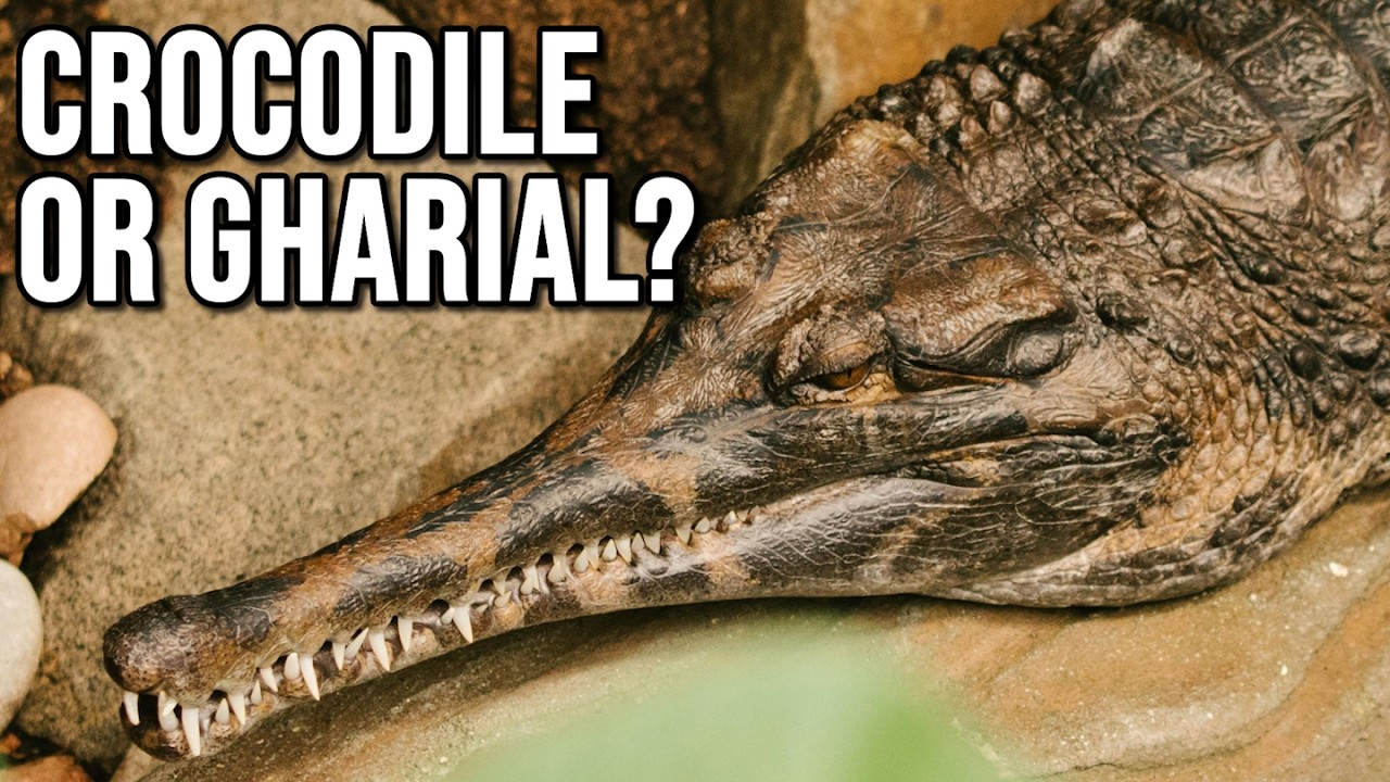 What Exactly Is: False Gharial | The Sunda Gharial
