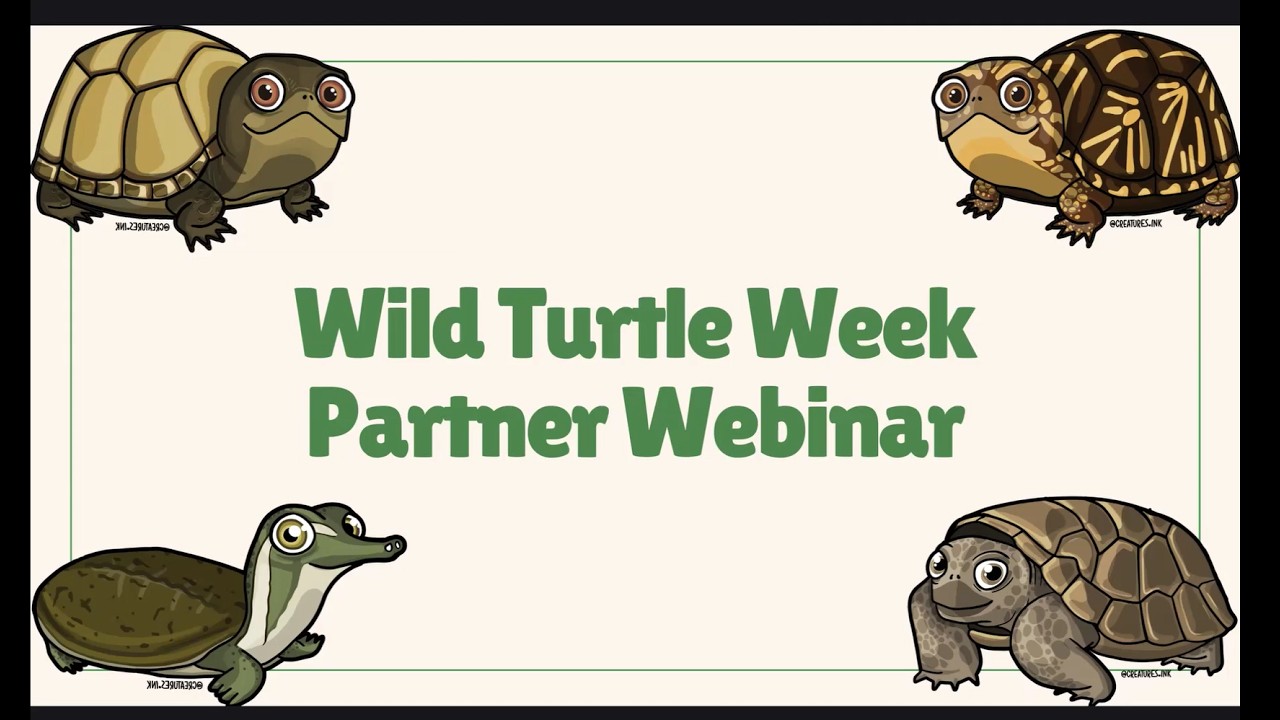 Wild Turtle Week Webinar