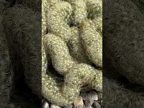 A cactus that looks like a human brain! Mammillaria elongata cristata