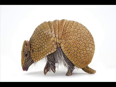 Quick fact about Armadillos you did'nt know about!!!