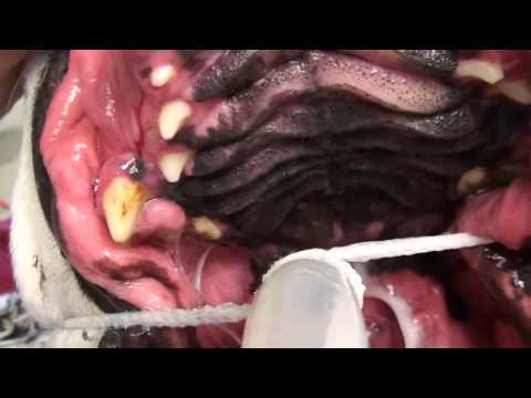 Epulis in Dogs: Benign Gum Growth, Symptoms & Treatment