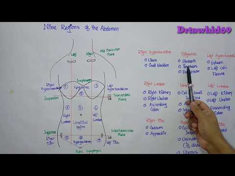 nine regions of abdomen and their organs