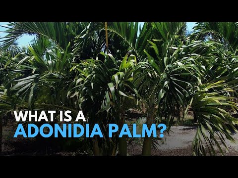 What is an Adonidia Palm Tree? Clearwater Outdoor Living Expert Answers!