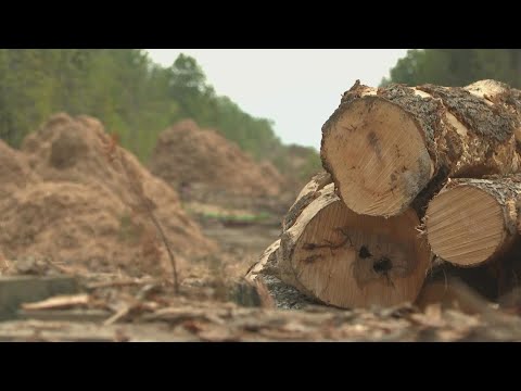Maine Department of Environmental Protection suspends permit for CMP's new transmission line