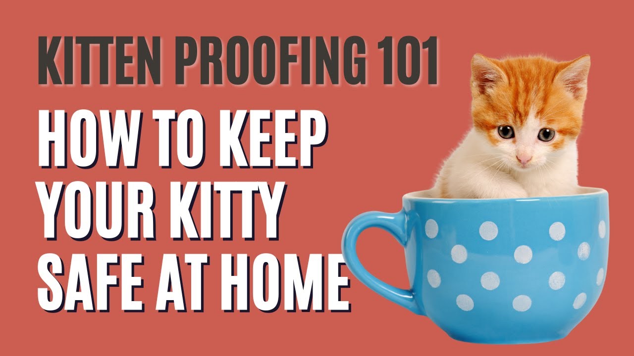 Kitten Proofing 101: Essential Tips to Keep Your Kitten Safe at Home 🏠🐾 (Cat Owner’s Guide)