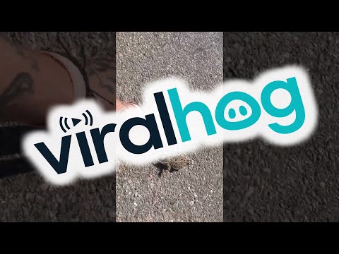 Trying To Catch A Horned Lizard || ViralHog