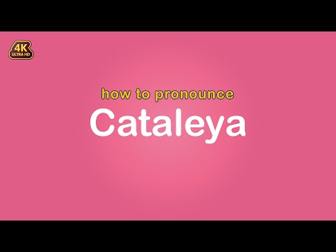 how to pronounce Cataleya 【Name】