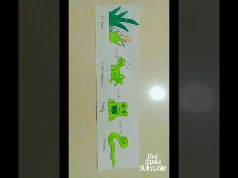 Food Chain Diagram। Environmental Science