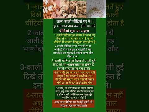 लाल काली चींटियां रसोई या घर में शुभ या अशुभ संकेत #Ants#RedAnts