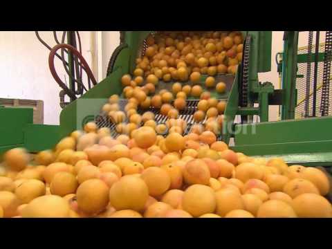 FILE:GRAPEFRUIT MAY TURN PRESCRIPTION DRUGS DEADLY