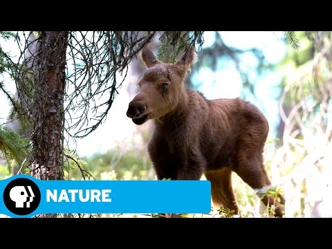 NATURE | Moose: Life of a Twig Eater | Preview | PBS