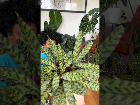 Repotting my Rattlesnake Calathea - #plants #houseplants #plantlover #plantcare #calathea