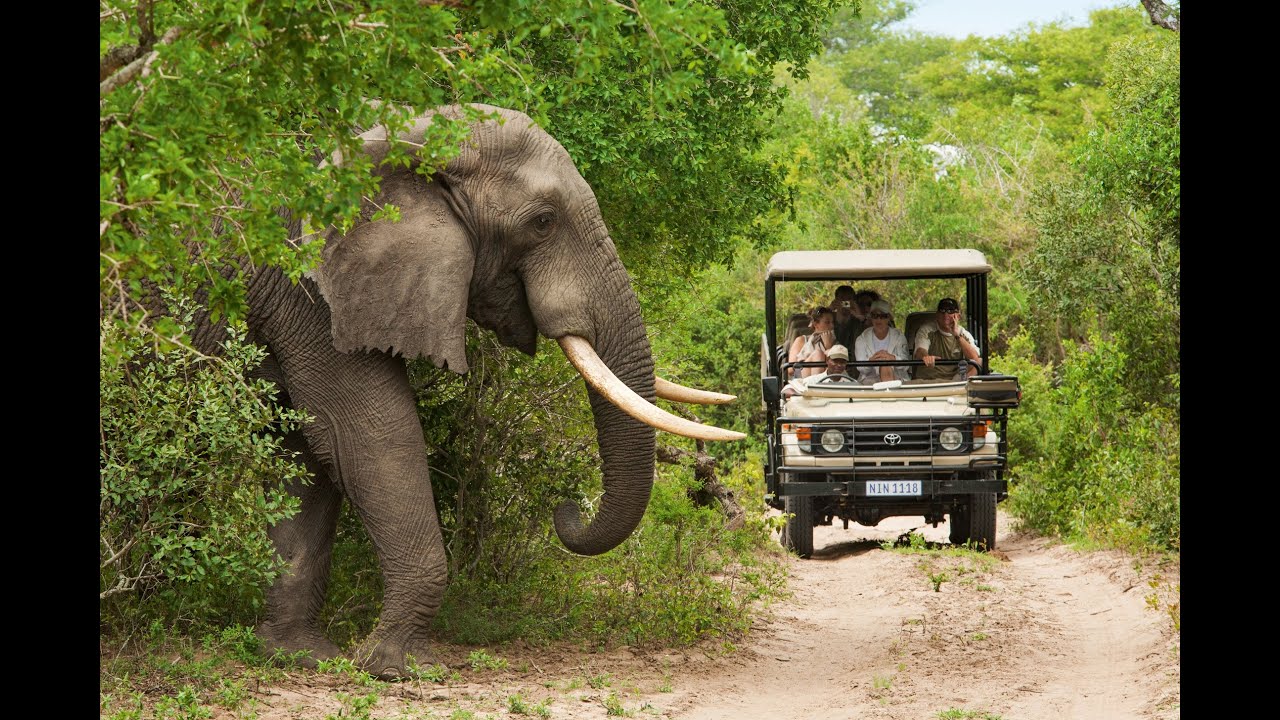 South African Tourism: Auf Game Drive - Safety Video