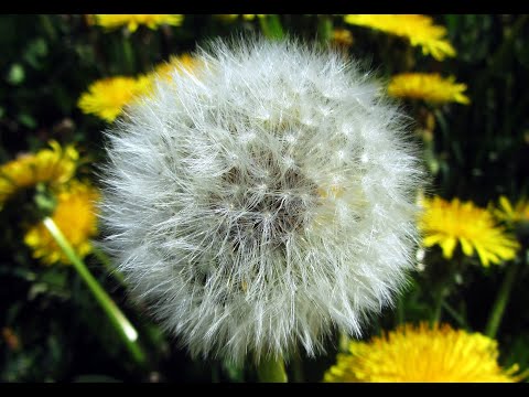 Hungry human droid is devouring of dandelion seeds (RoSSY project).