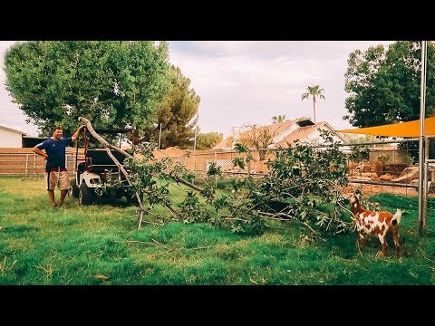 the FOOD TRUCK for goats (another Kevin invention)