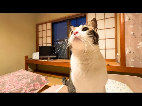 8 Cats Welcomed Me to This Secret Guesthouse in Japan 🐱✨| Nostalgic Ryokan with Cats. | Nekotamaru.