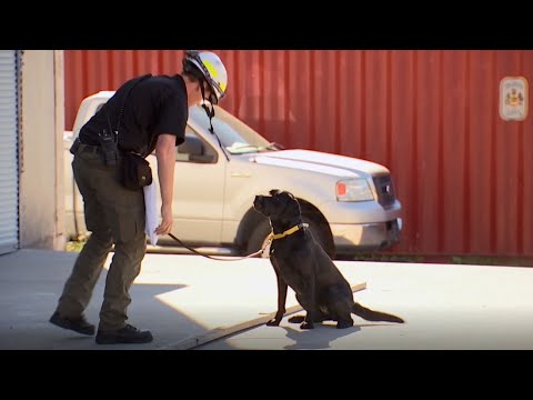 #MeetFCFRD: Accelerant Detection Canine Bee – Fairfax County Fire and ...