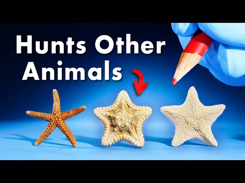 Everything You Didn't Know About Starfish