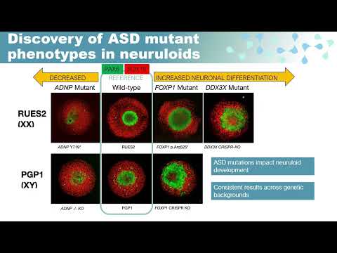 Drug Screening for Rare Neurodevelopmental Disorders Using Brain Micro-Tissues - Fred Etoc, PhD