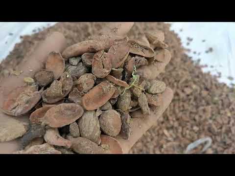 Mahua Seeds - Wholesale Price & Mandi Rate for Mahua longifolia