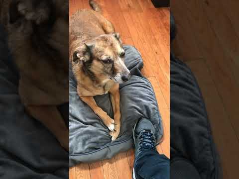 My perro 🐕 entiende español e inglés