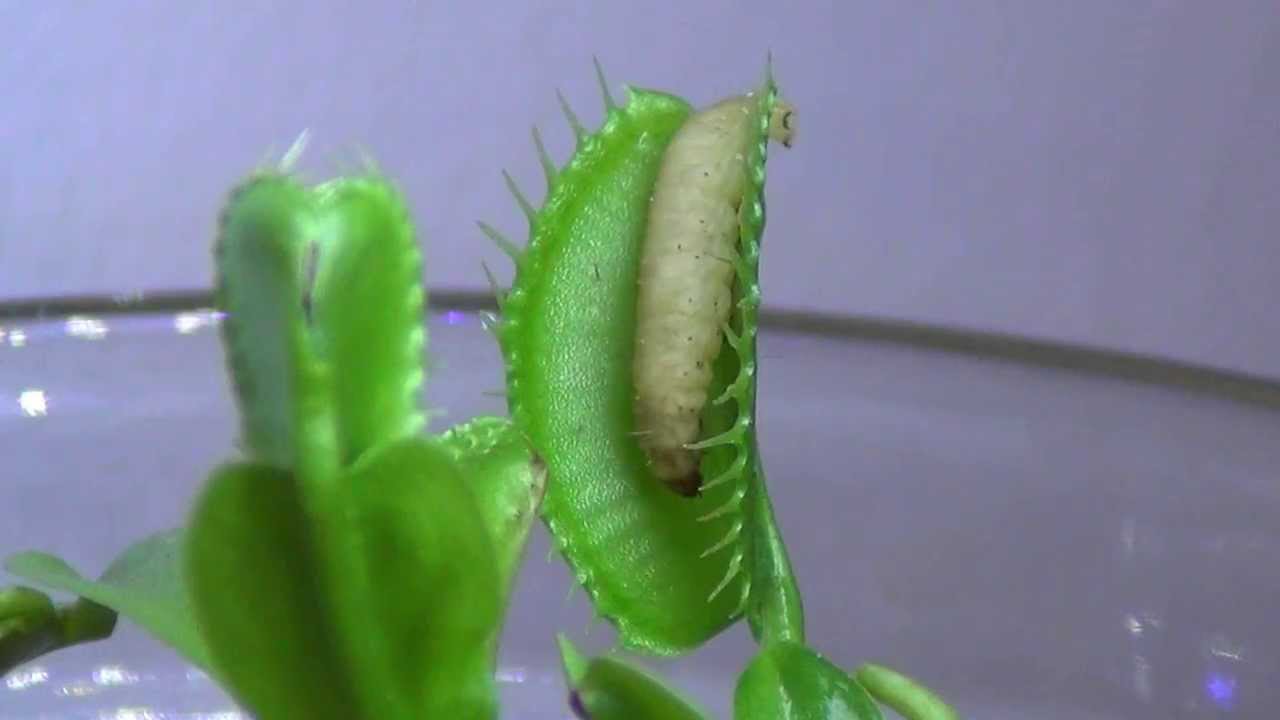 Venus Fly Trap Eats Waxworm