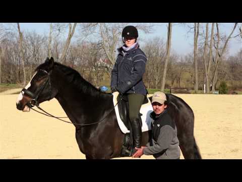 10 Horse Analogies
