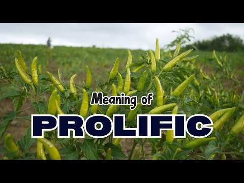 What is the meaning of Prolific?