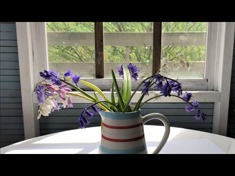 How to identify UK Bluebells