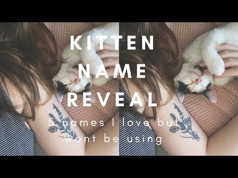 Names I love but won't use (KITTEN NAME REVEAL!)