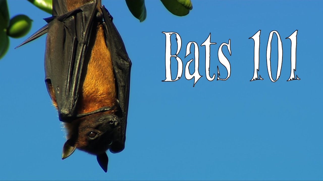 Bats 101