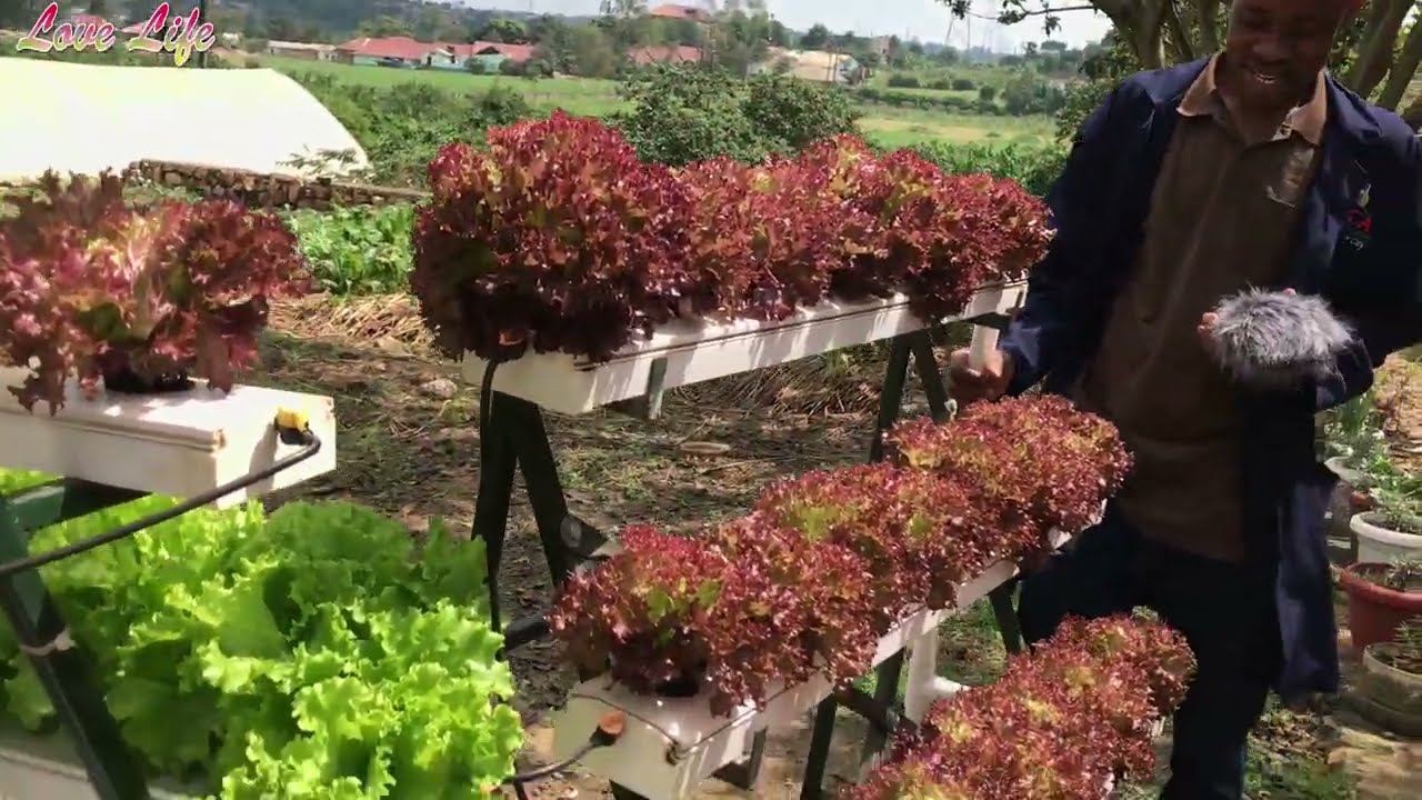 Grow Healthy vegetables at Home without soil - Hydroponics Farming in Uganda  🌱